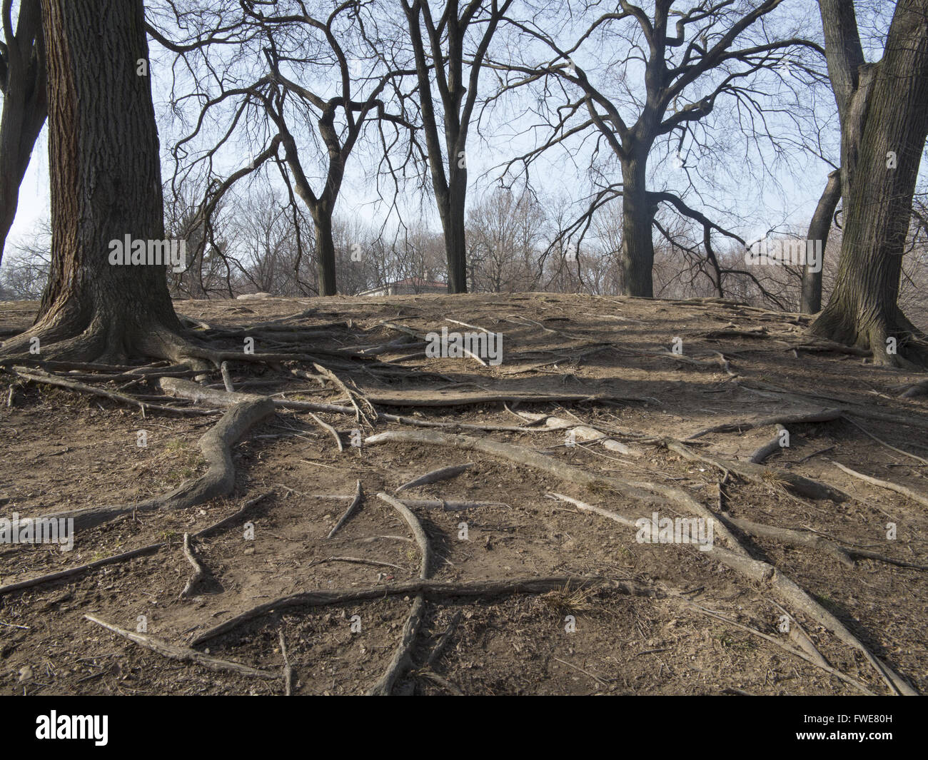 Trees soil erosion hi-res stock photography and images - Alamy