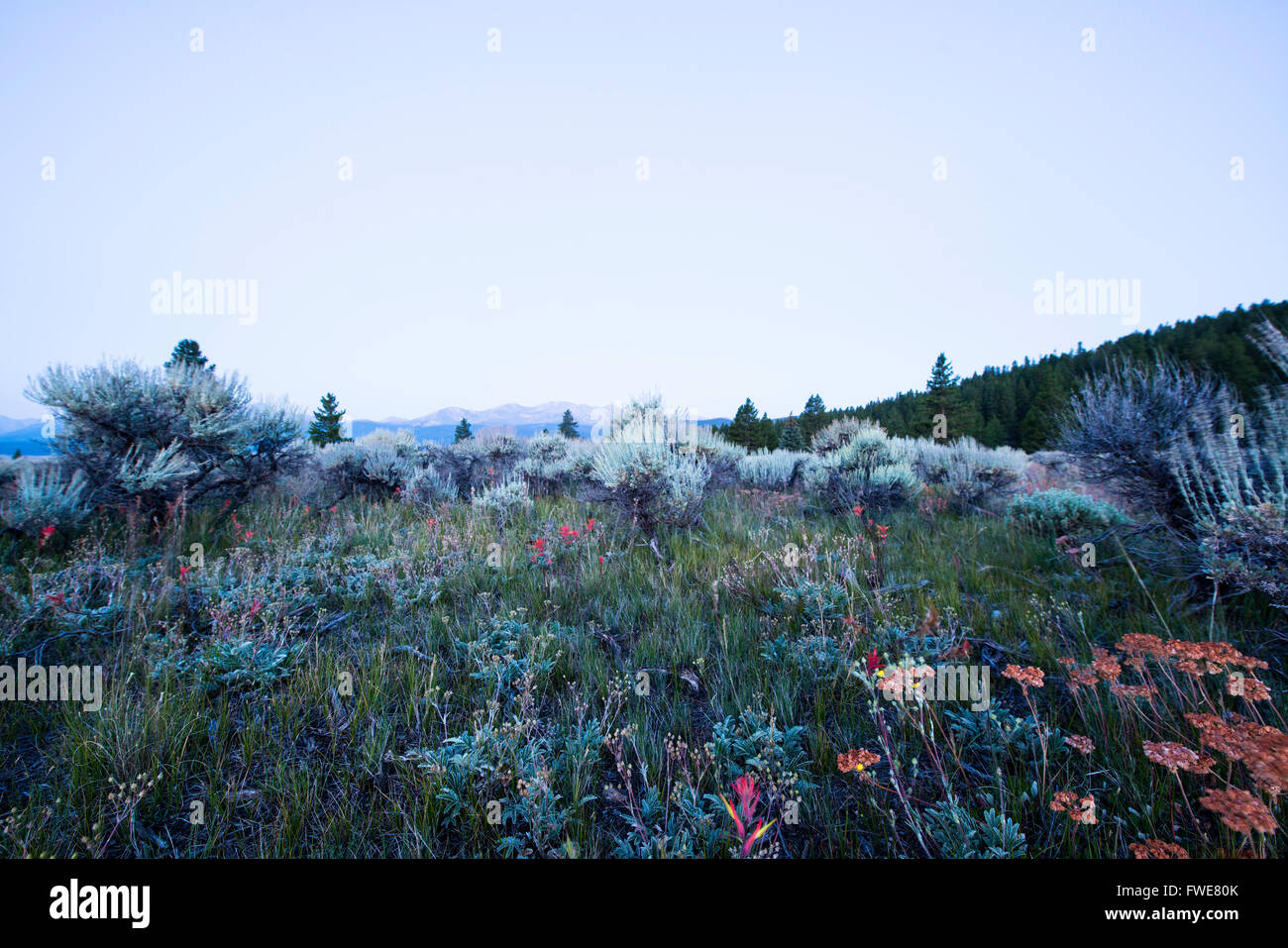 Early morning in the Colorado rockies with shrubs and wild flowers ...
