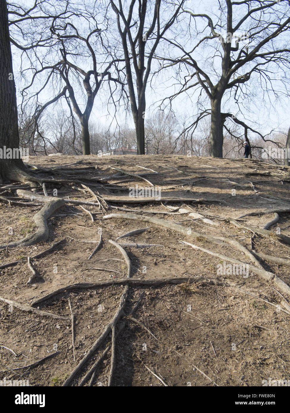 Erosion roots hi-res stock photography and images - Alamy