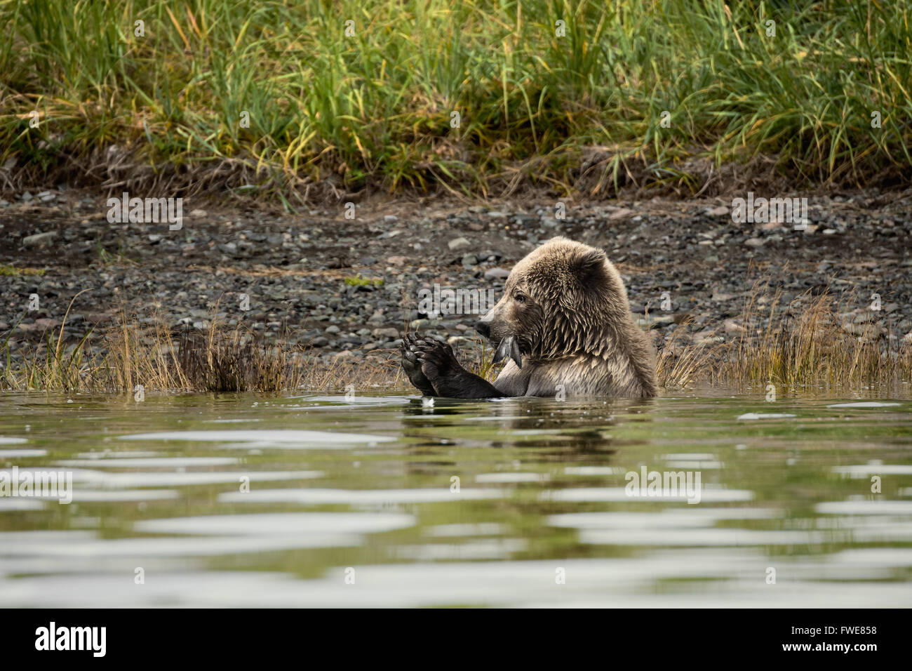 Polar bear eating cub hi-res stock photography and images - Alamy