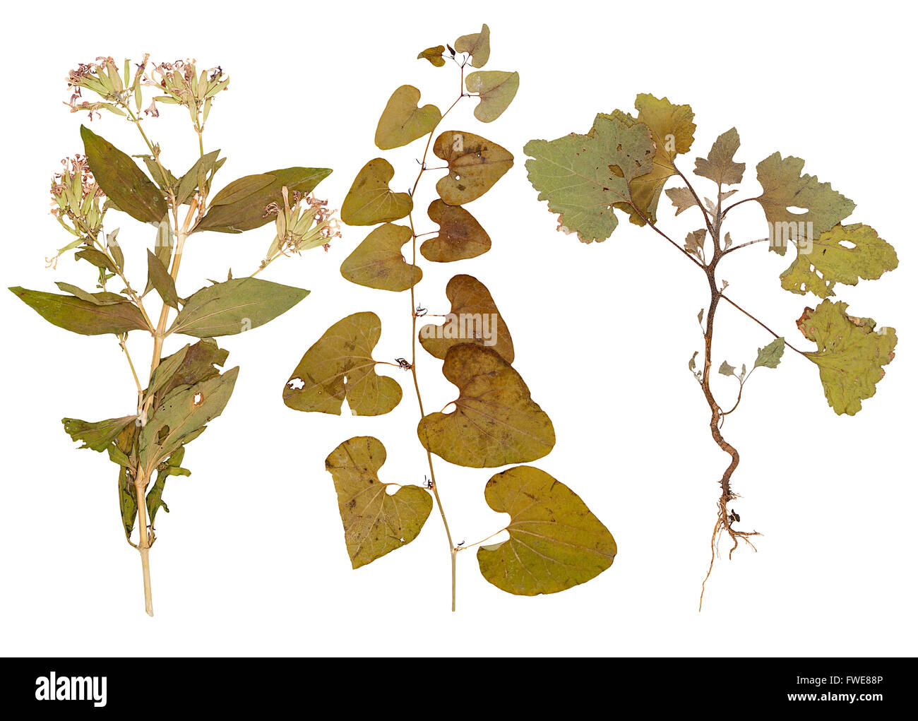 Set of wild dry pressed flowers and leaves, isolated Stock Photo - Alamy