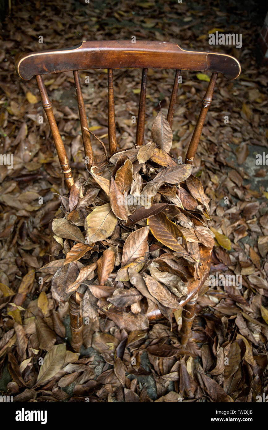 Magnolia leaves cover a chair left in a backyard Stock Photo - Alamy