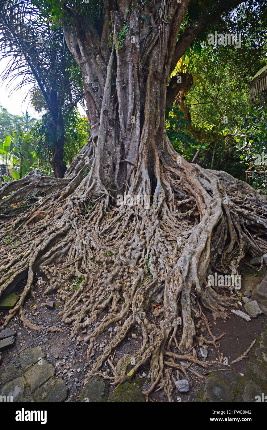 Roots, water temple Tirta Empul, Bali, Indonesia Stock Photo - Alamy