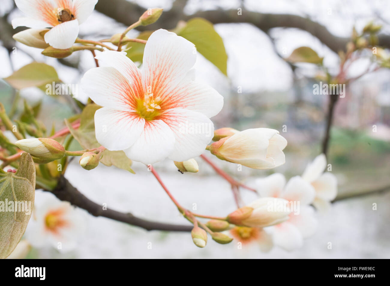 tung tree flower blossoms in spring Stock Photo - Alamy