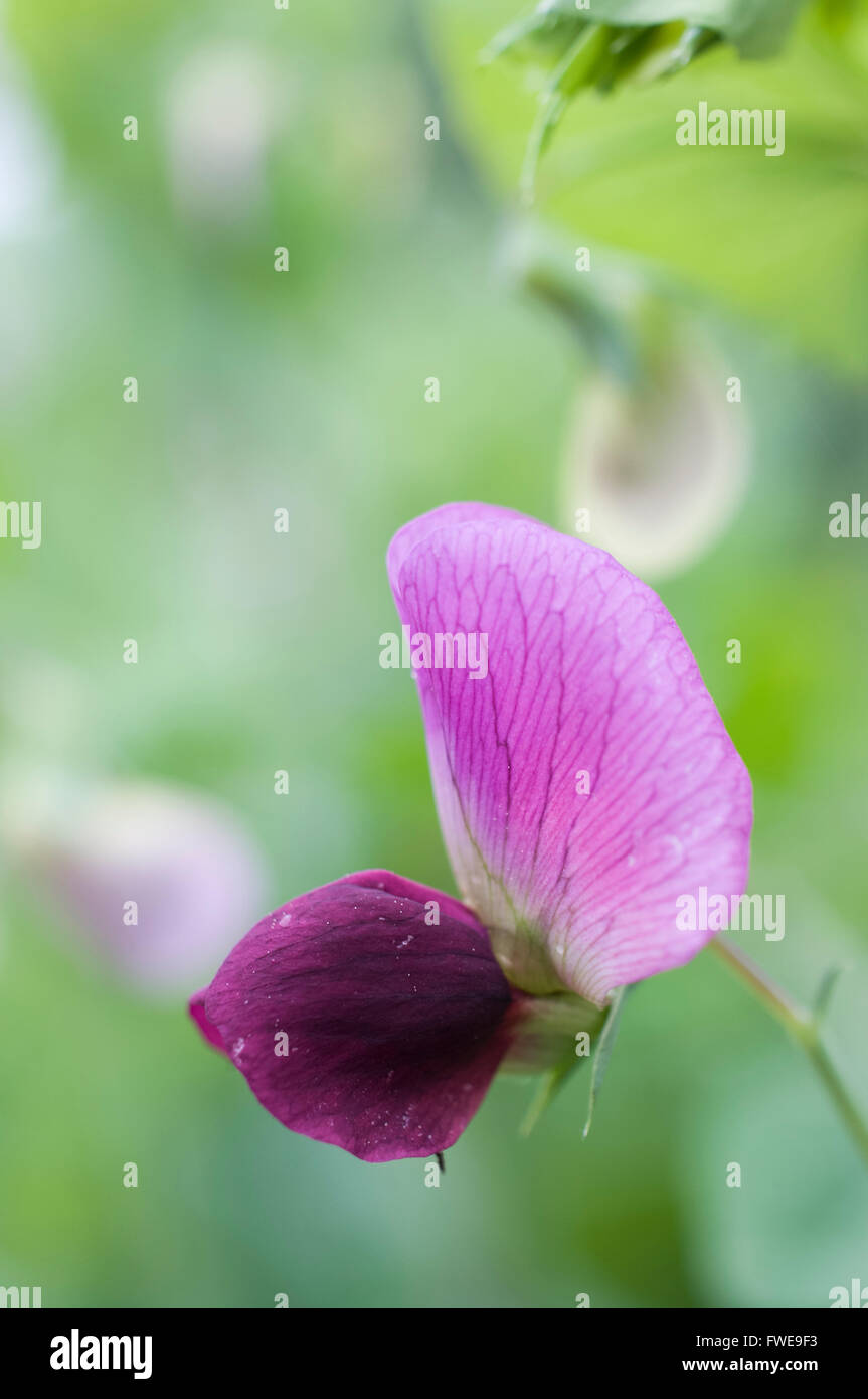 Spring Pea Flower High Resolution Stock Photography and Images - Alamy