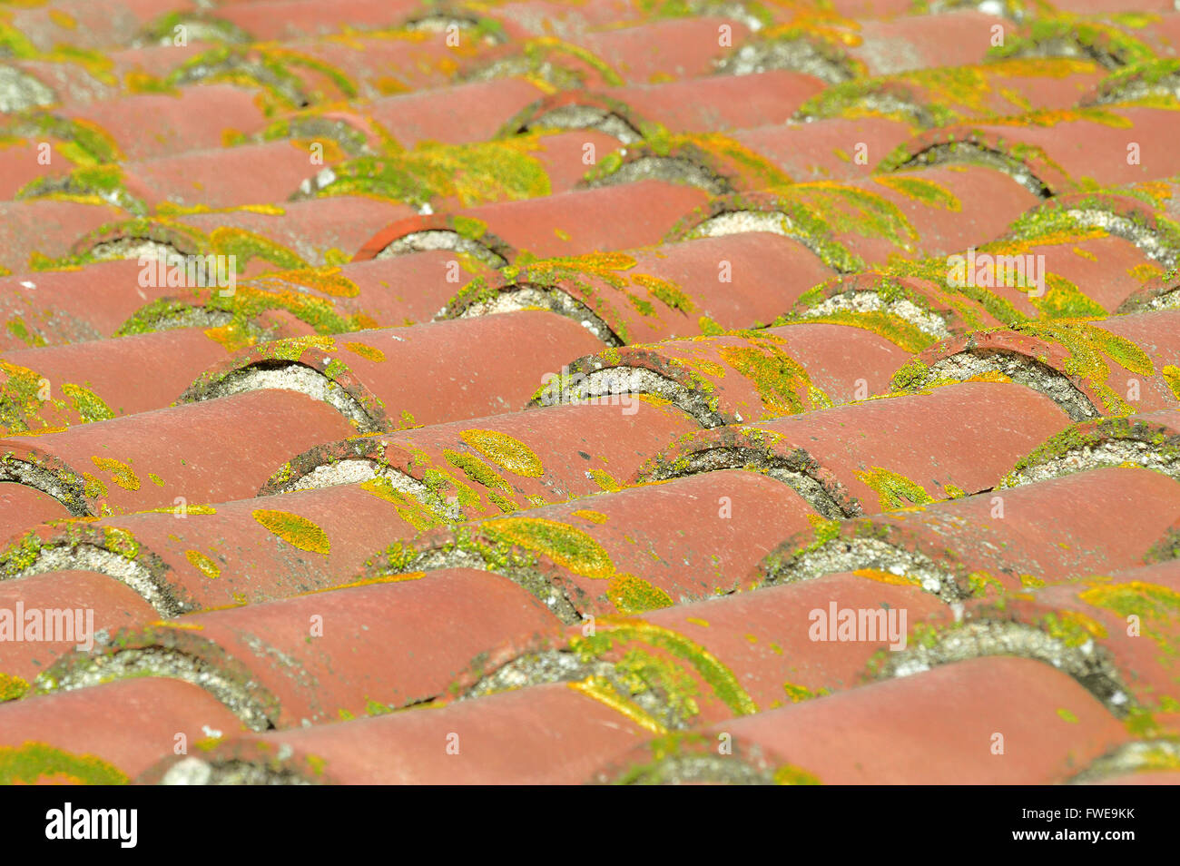 Clay tiled roof with molds and algae, diagonal rows composition Stock ...