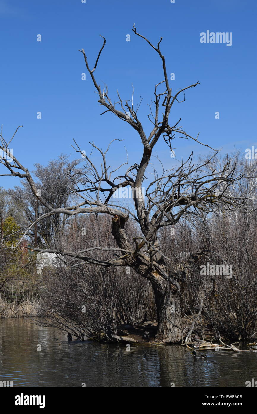 Tree that looks like a hand Stock Photo - Alamy