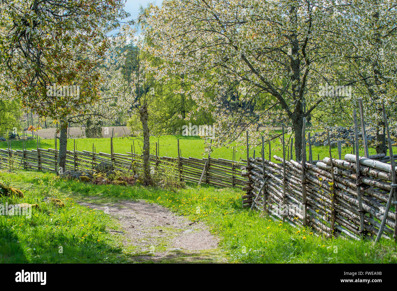Spring in Sweden Stock Photo - Alamy