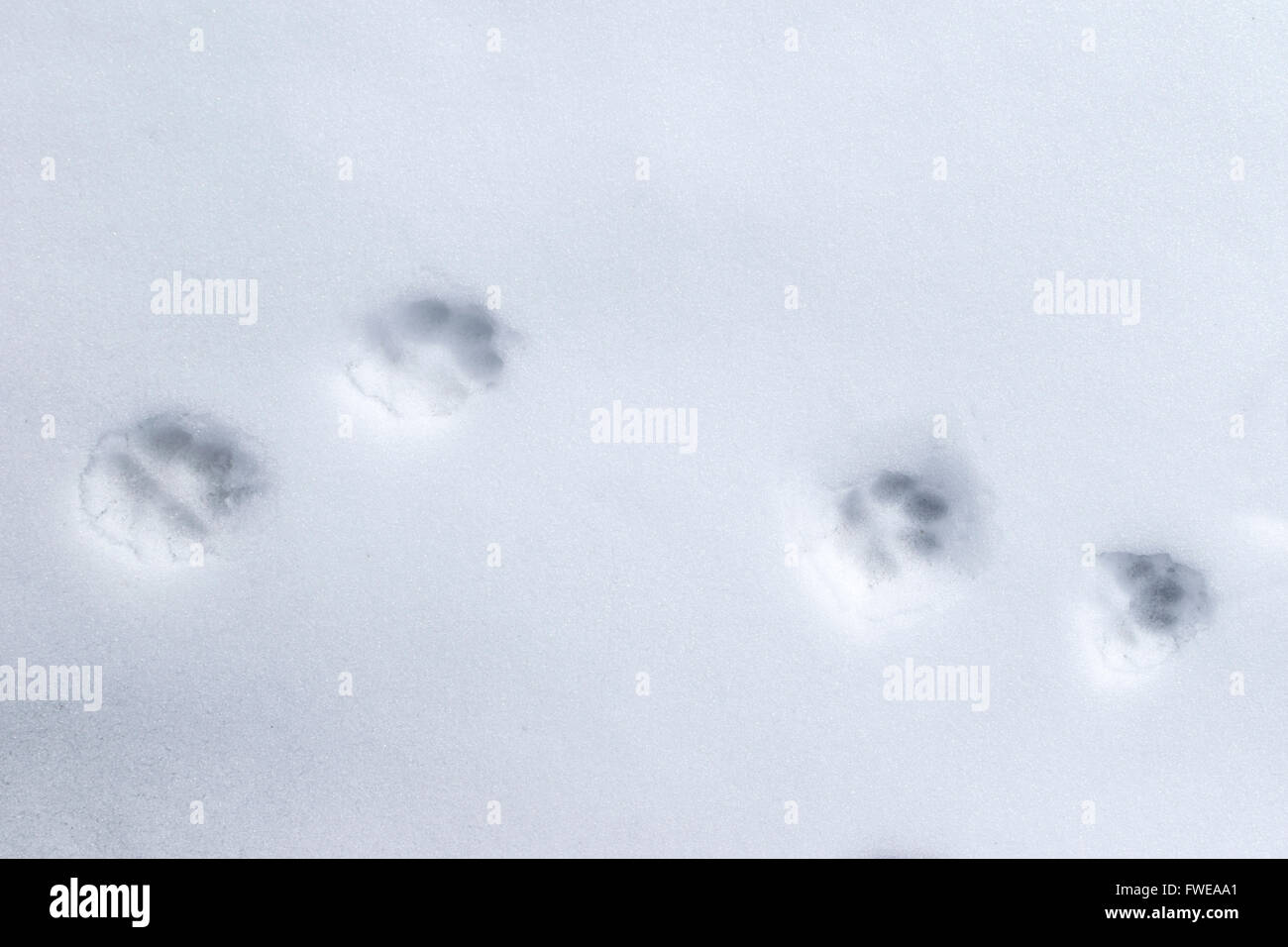Fox footprint hi-res stock photography and images - Alamy