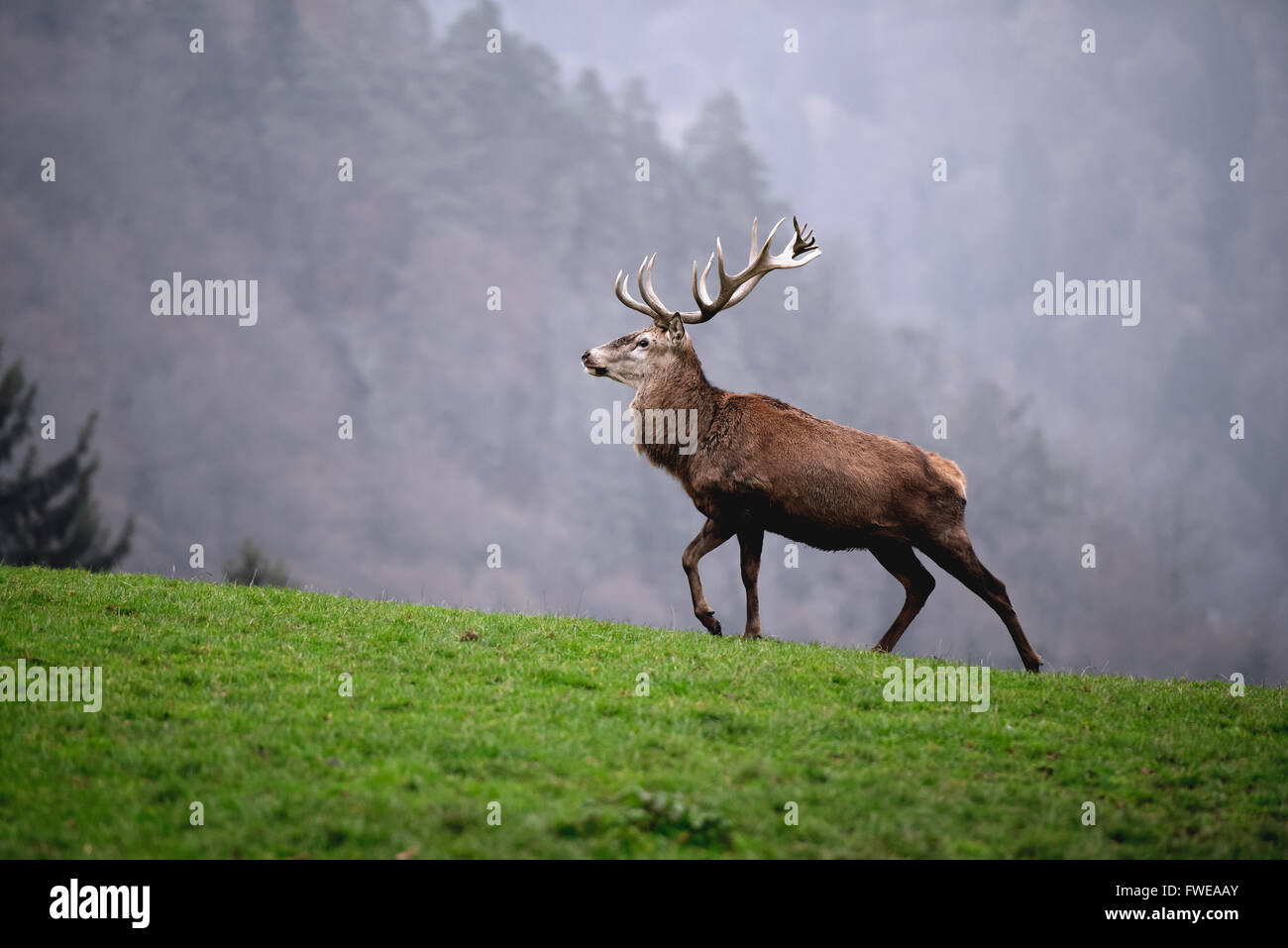 Wild elk in nature hi-res stock photography and images - Alamy