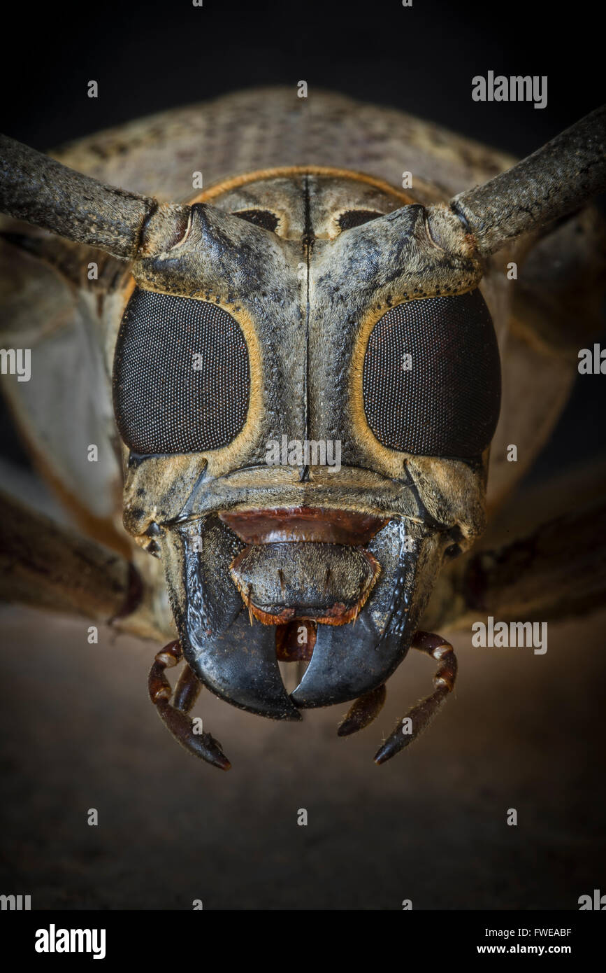 Beetle head hi-res stock photography and images - Alamy