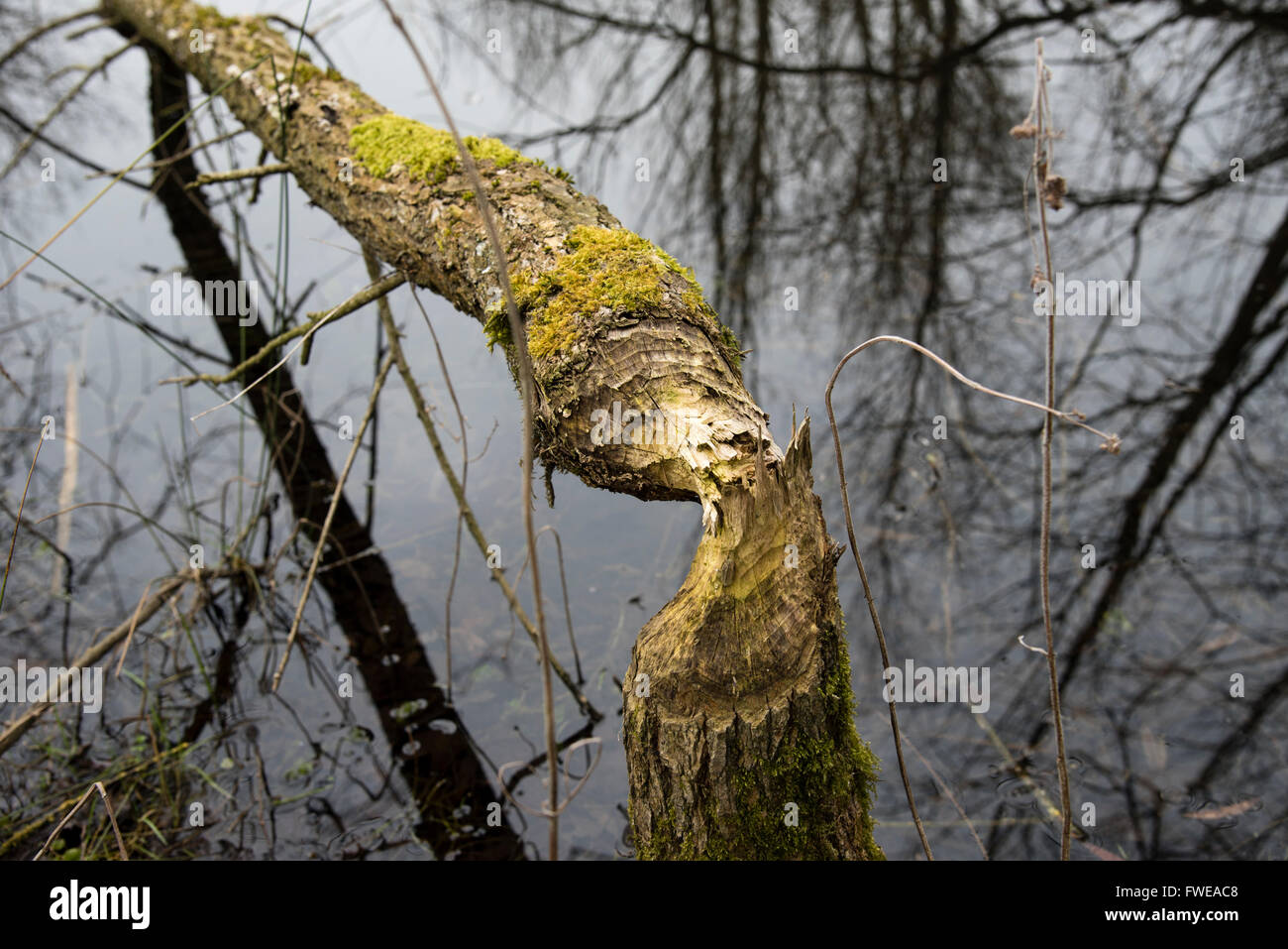 Beaver activity hi-res stock photography and images - Alamy