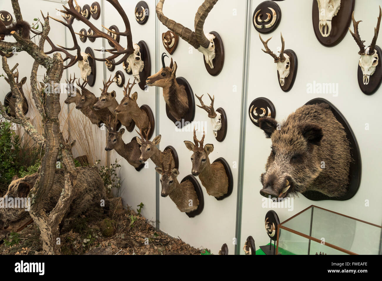 Hunting trophies hi-res stock photography and images - Alamy