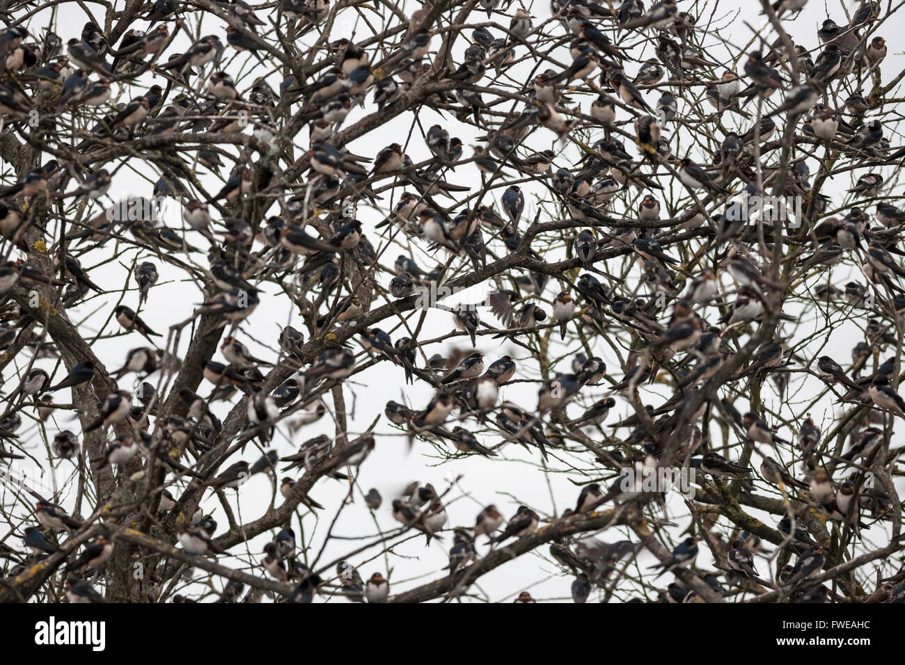 Group of swallows hi-res stock photography and images - Alamy