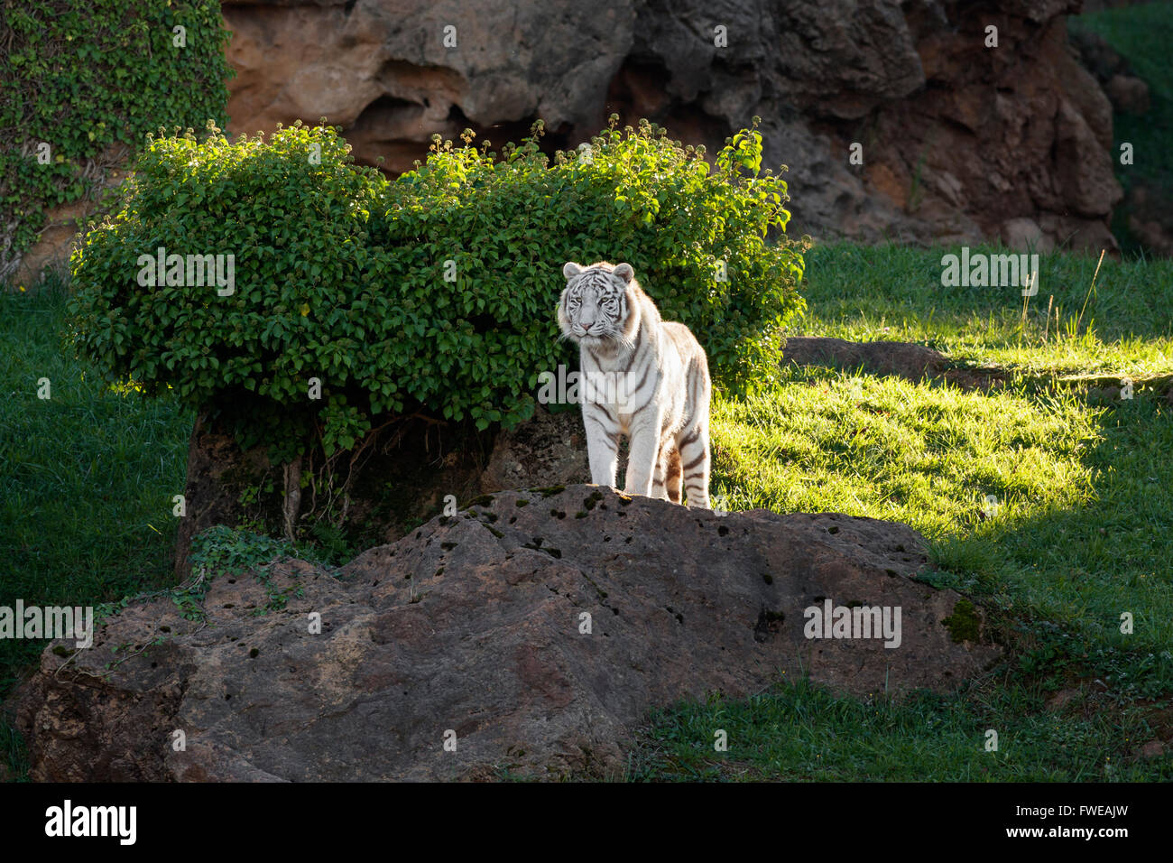 Tiger india wild hi-res stock photography and images - Alamy