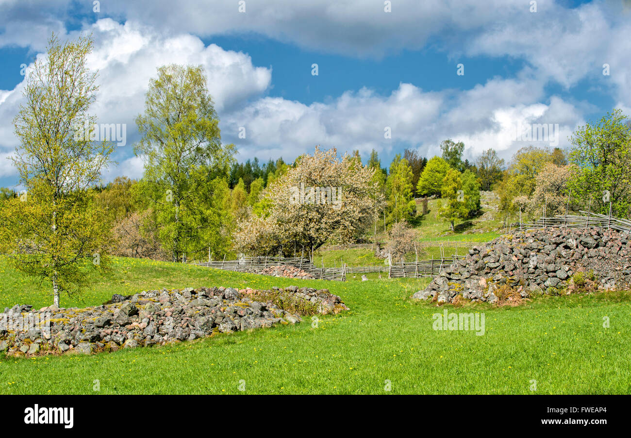 Spring in Sweden Stock Photo - Alamy