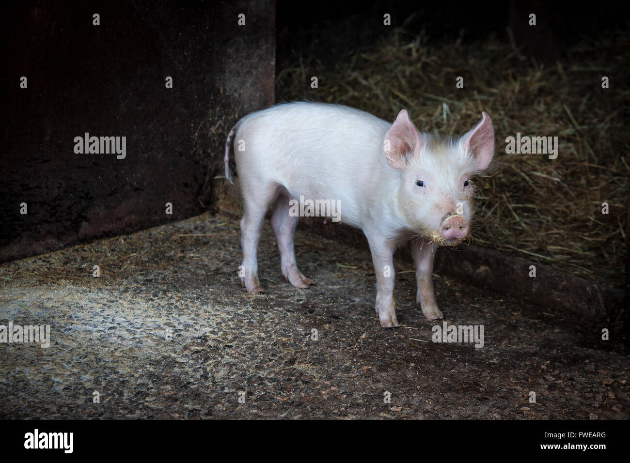 Piggy hi-res stock photography and images - Alamy