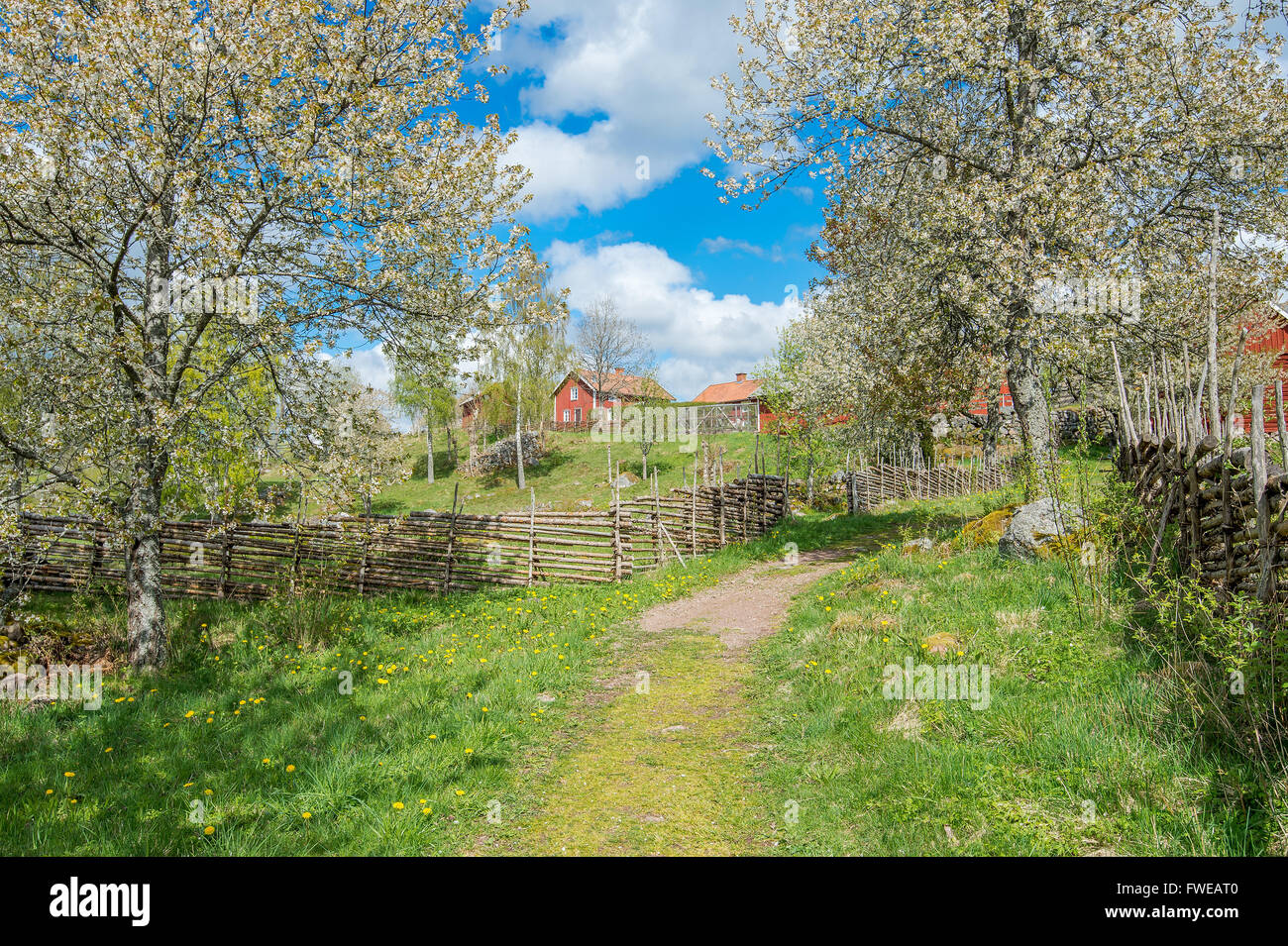 Spring in Sweden Stock Photo - Alamy