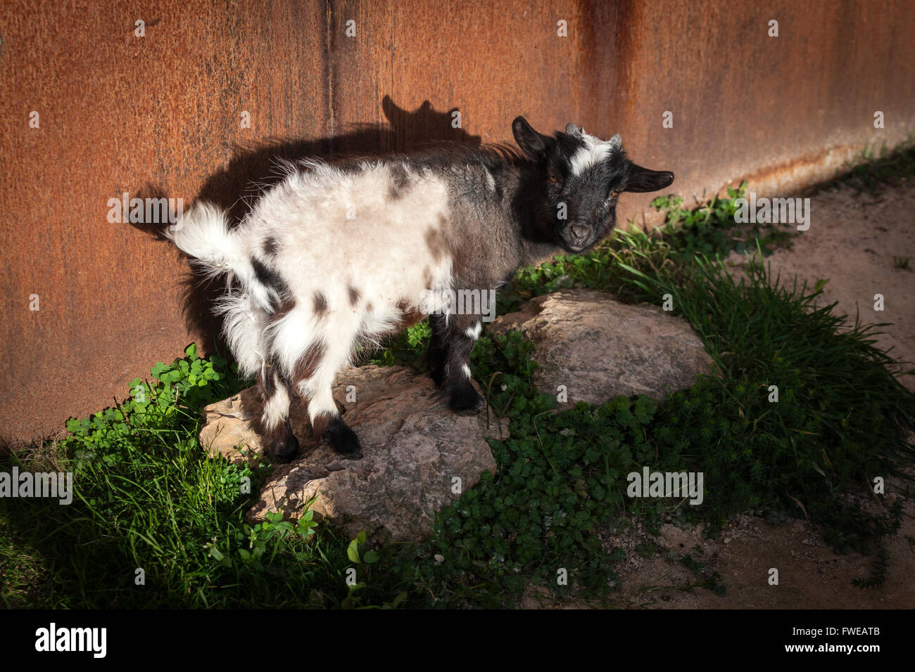 The little goat hi-res stock photography and images - Alamy