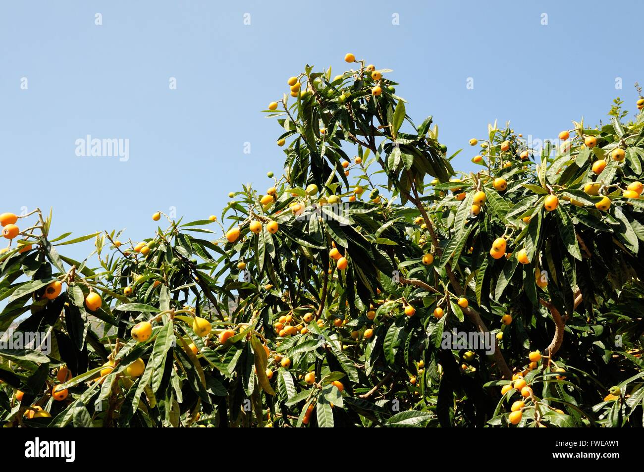 Nispero tree hi-res stock photography and images - Alamy