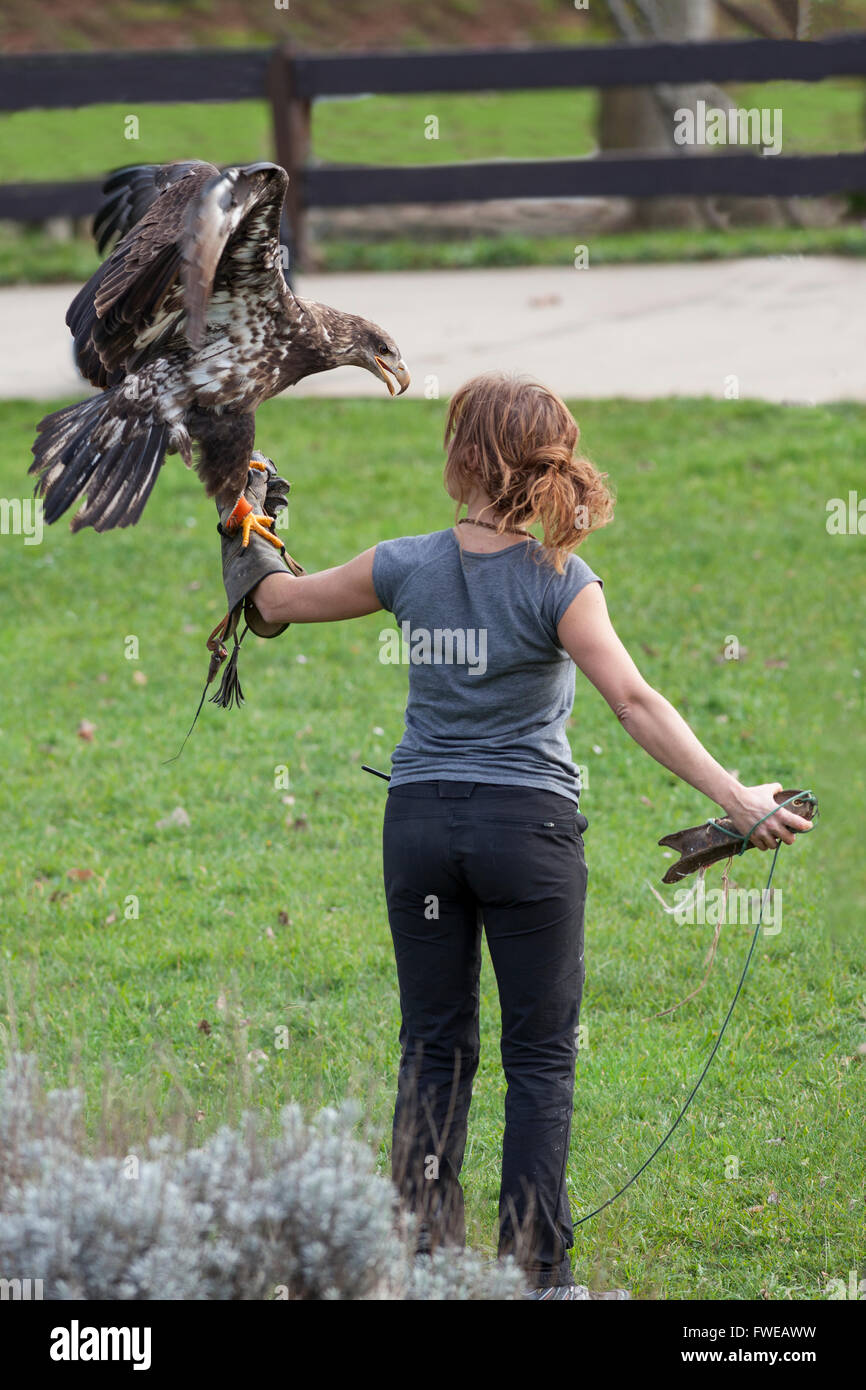 Hawking hunt hi-res stock photography and images - Alamy