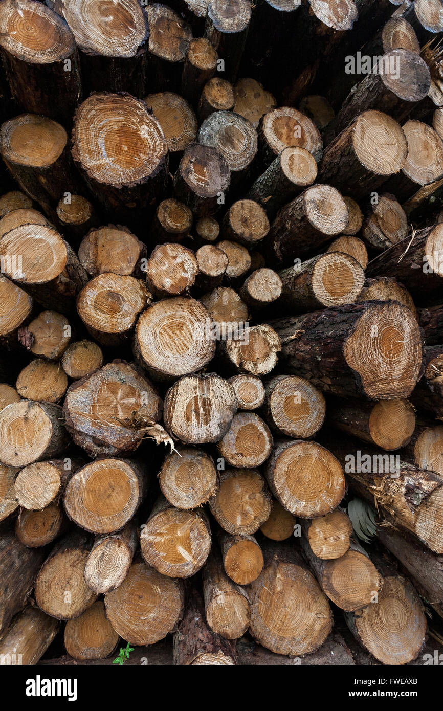 Pile of pine hi-res stock photography and images - Alamy
