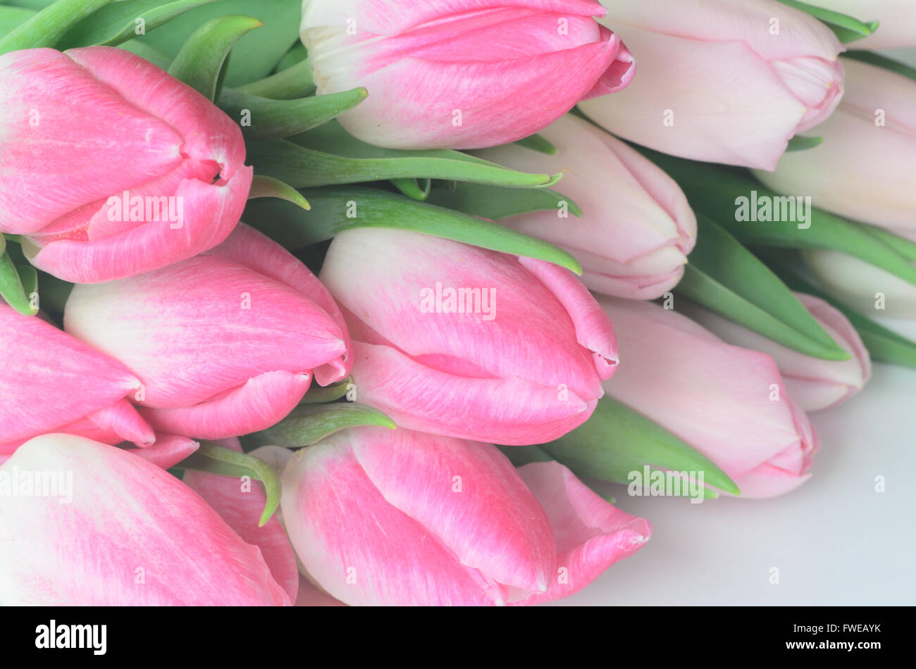 Pink tulip florist hi-res stock photography and images - Alamy