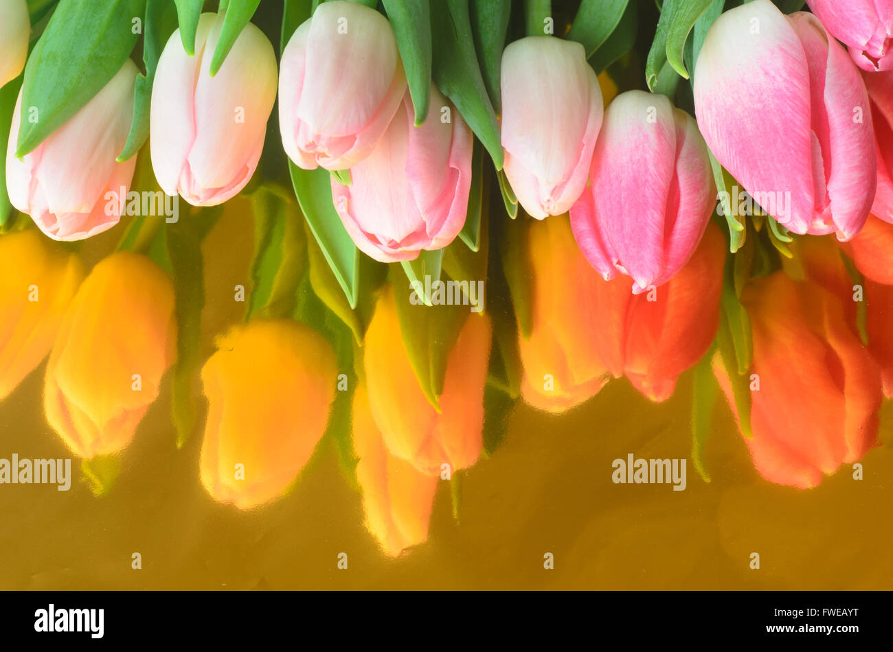 Pale pink tulip flower hi-res stock photography and images - Alamy