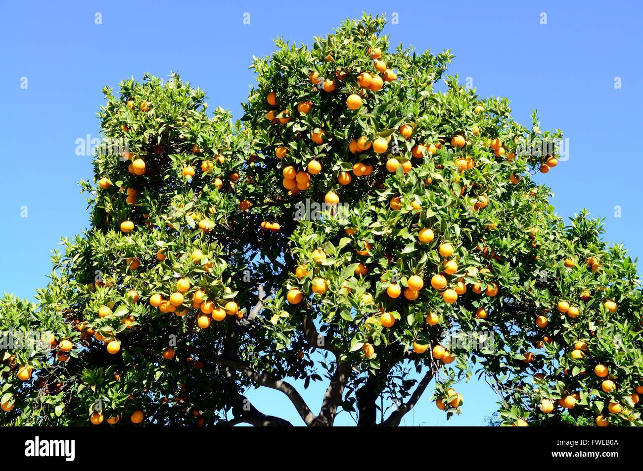 Andalusia orange tree hi-res stock photography and images - Alamy