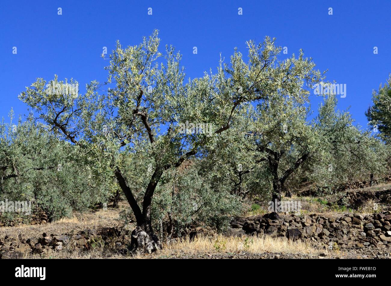 old terraced olive grove against a blue sky on the edge of Sierra ...