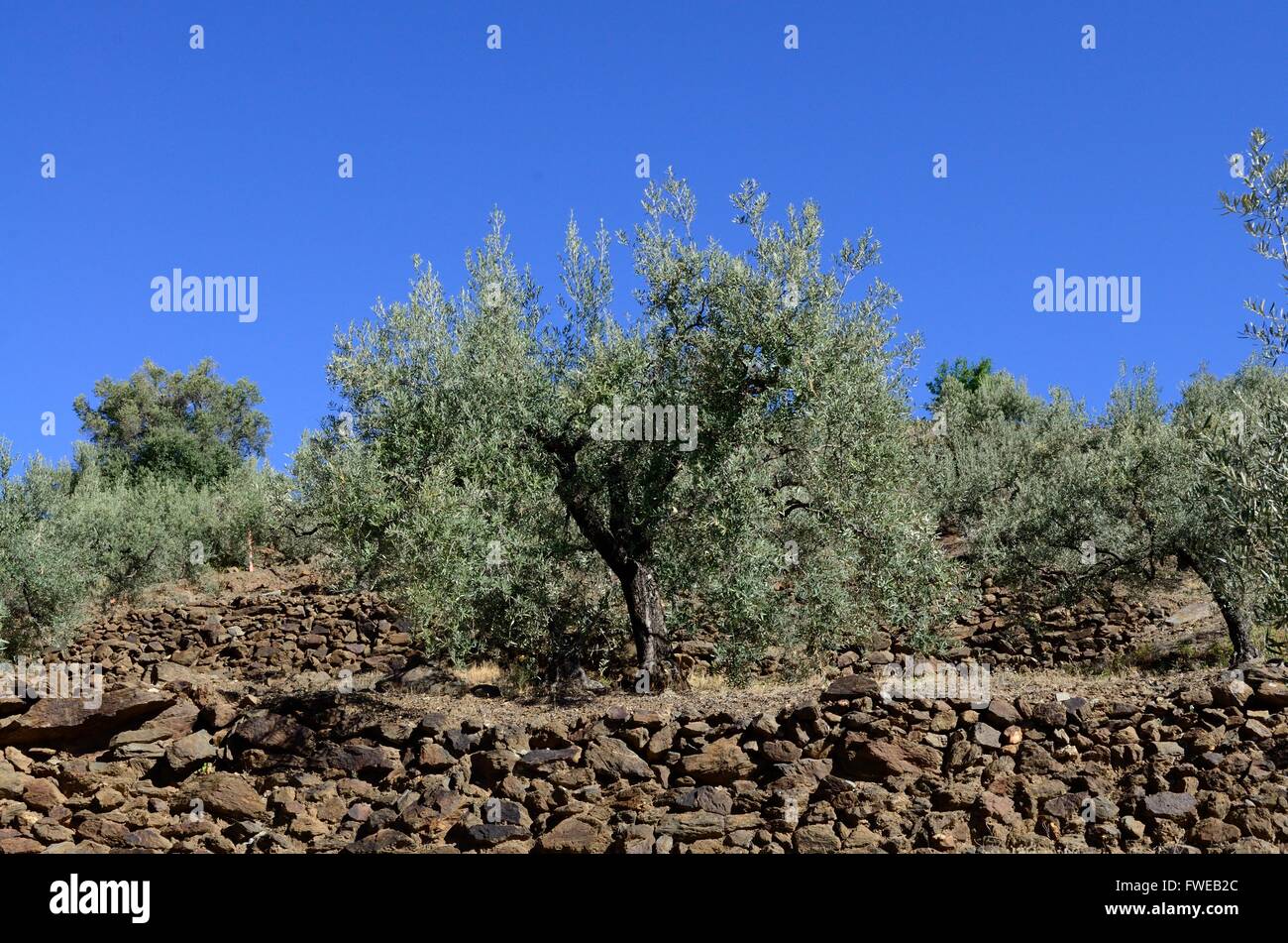 old terraced olive grove against a blue sky on the edge of Sierra ...