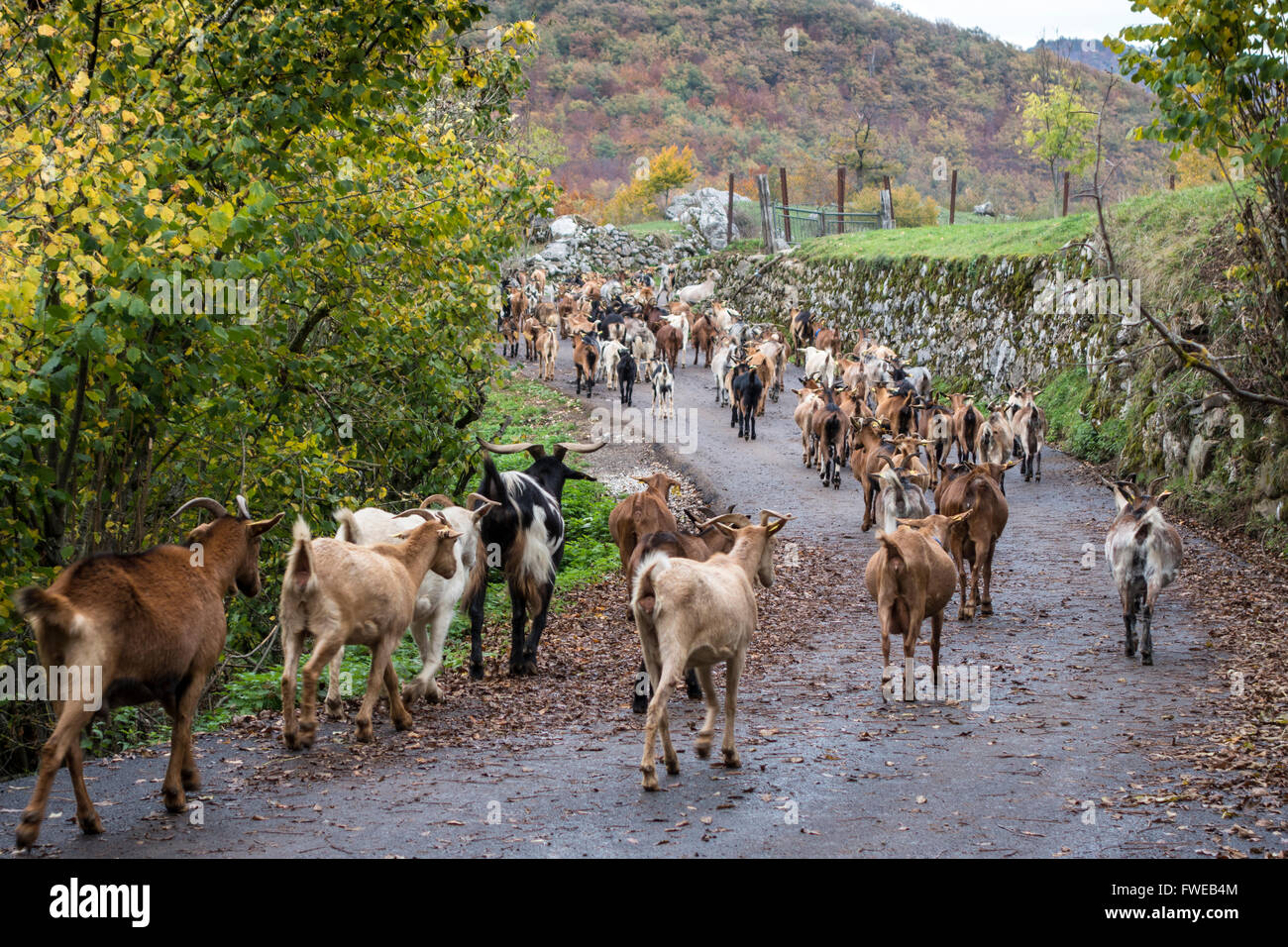 FLOCK OF GOATS Stock Photo - Alamy