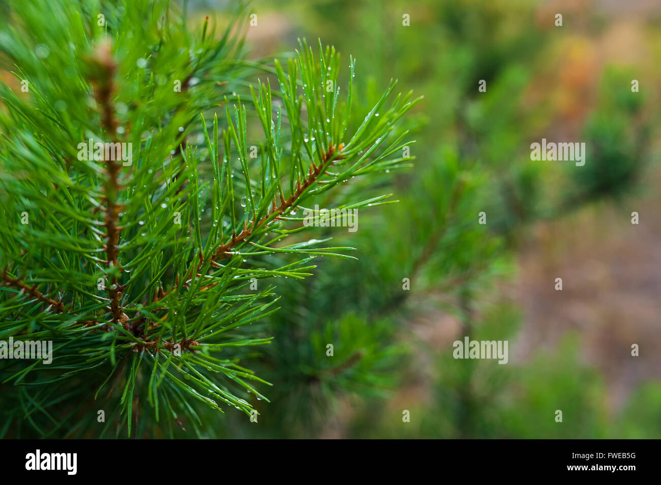 pine tree branch with water drops Stock Photo - Alamy