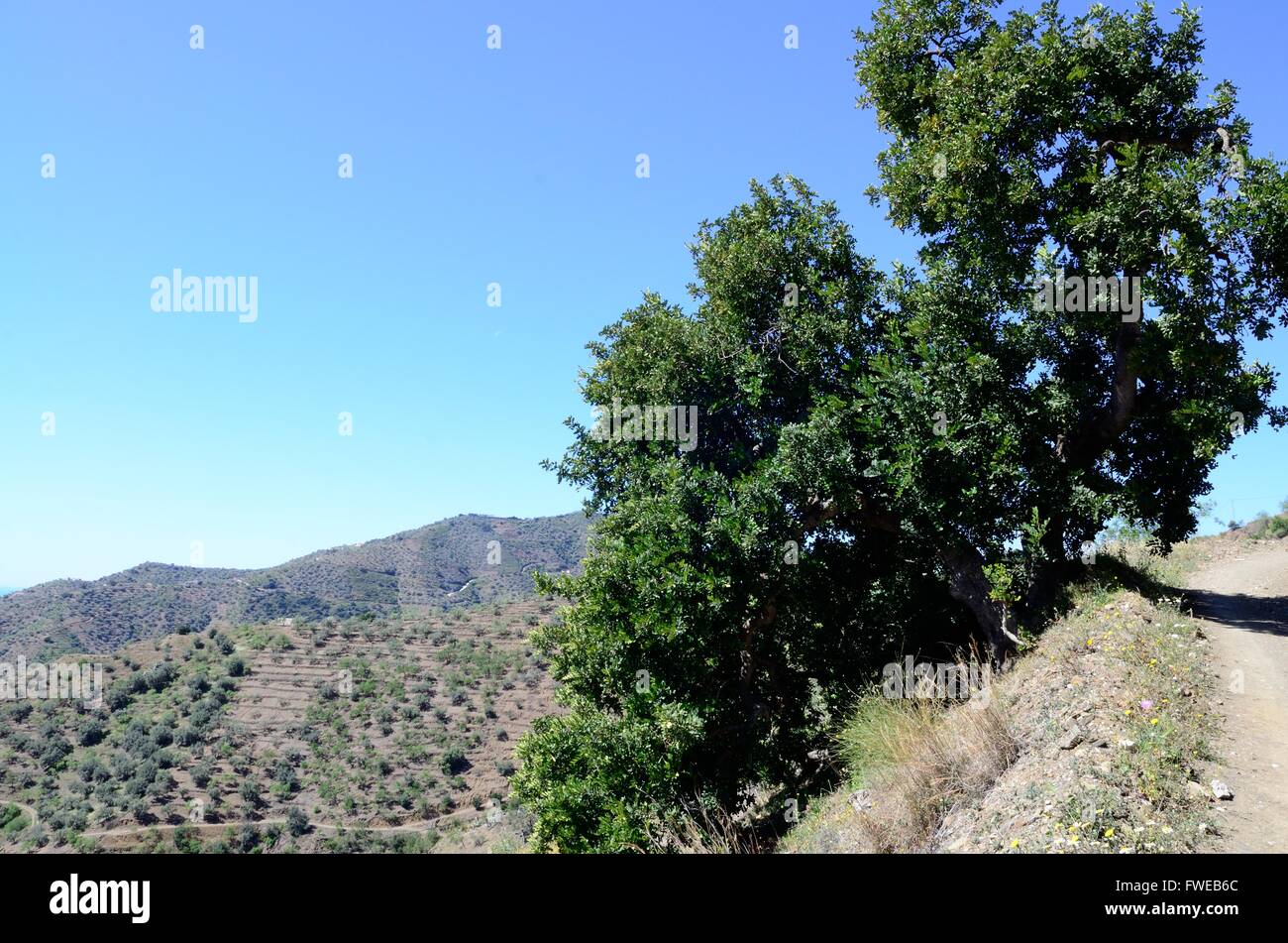 Carob tree ceratonia siliqua hi-res stock photography and images - Alamy