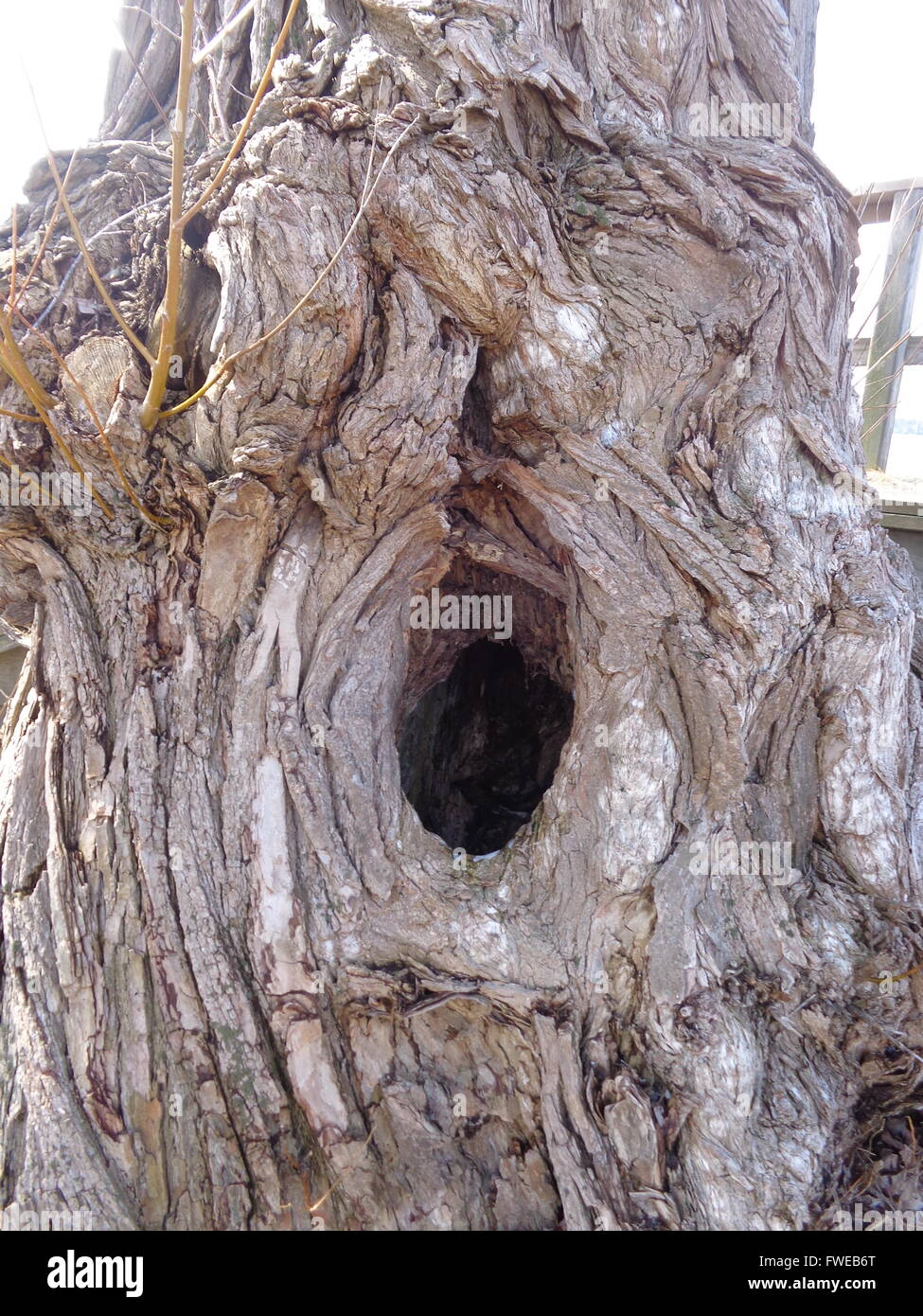 Large natural hole in the trunk of a large tree Stock Photo - Alamy