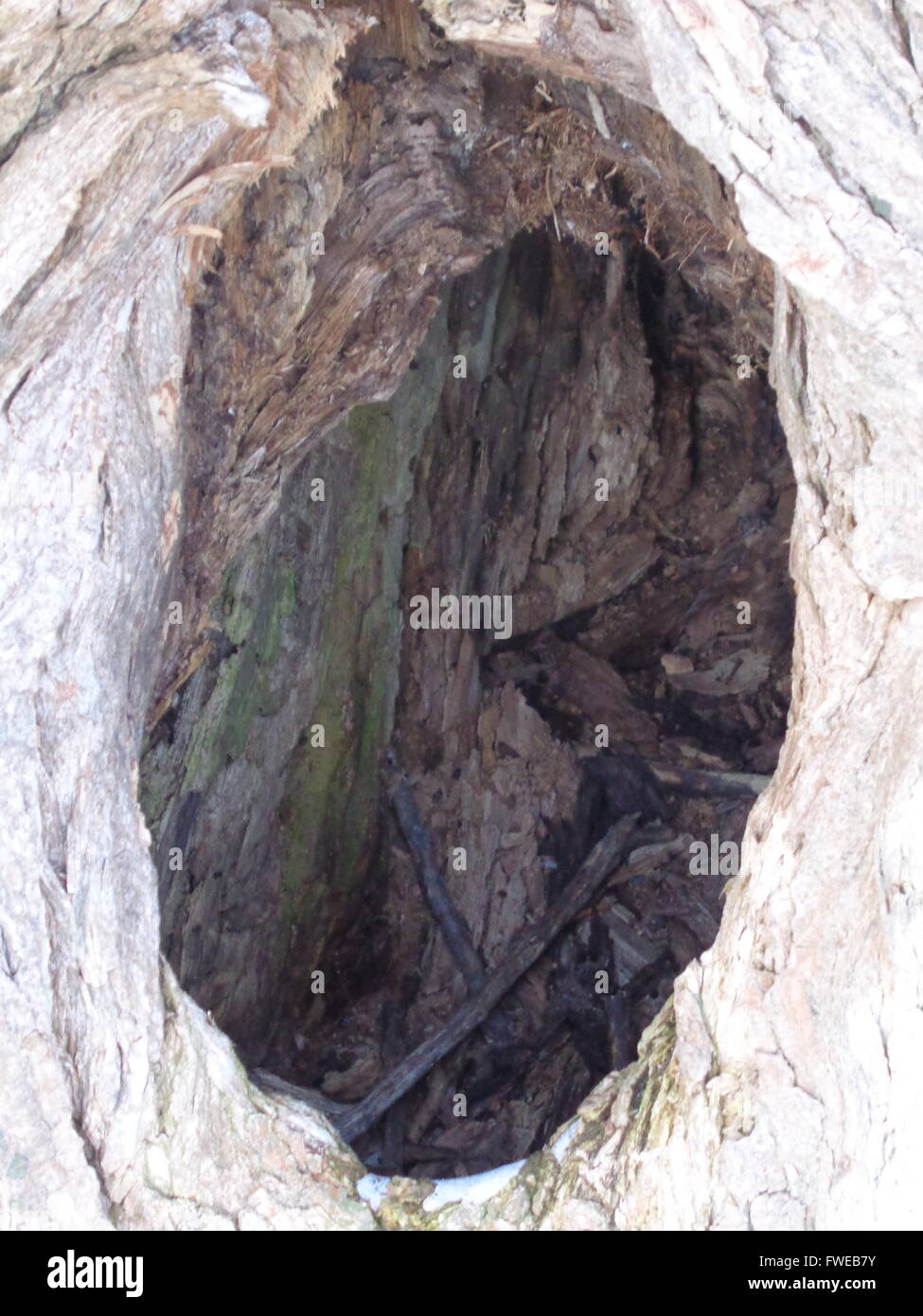 Large natural hole in the trunk of a large tree Stock Photo - Alamy