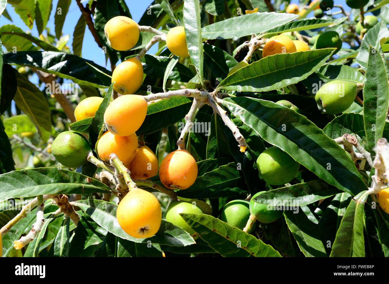 loquat nispero Eriobotrya japonica growing on the edge of Sierra Tejeda ...