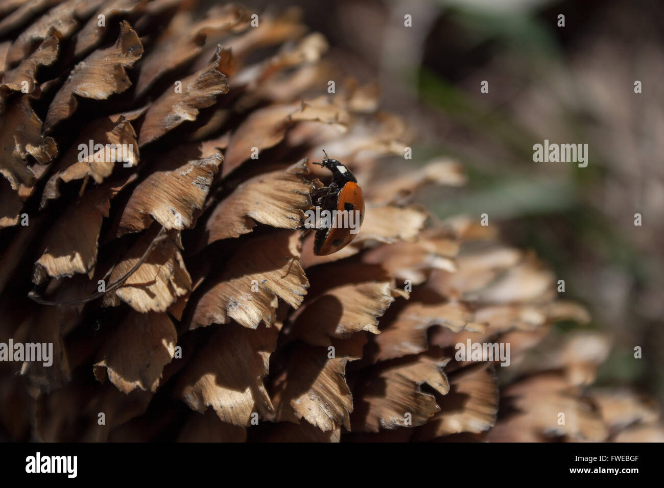 Lady bug busy in Spring Stock Photo - Alamy