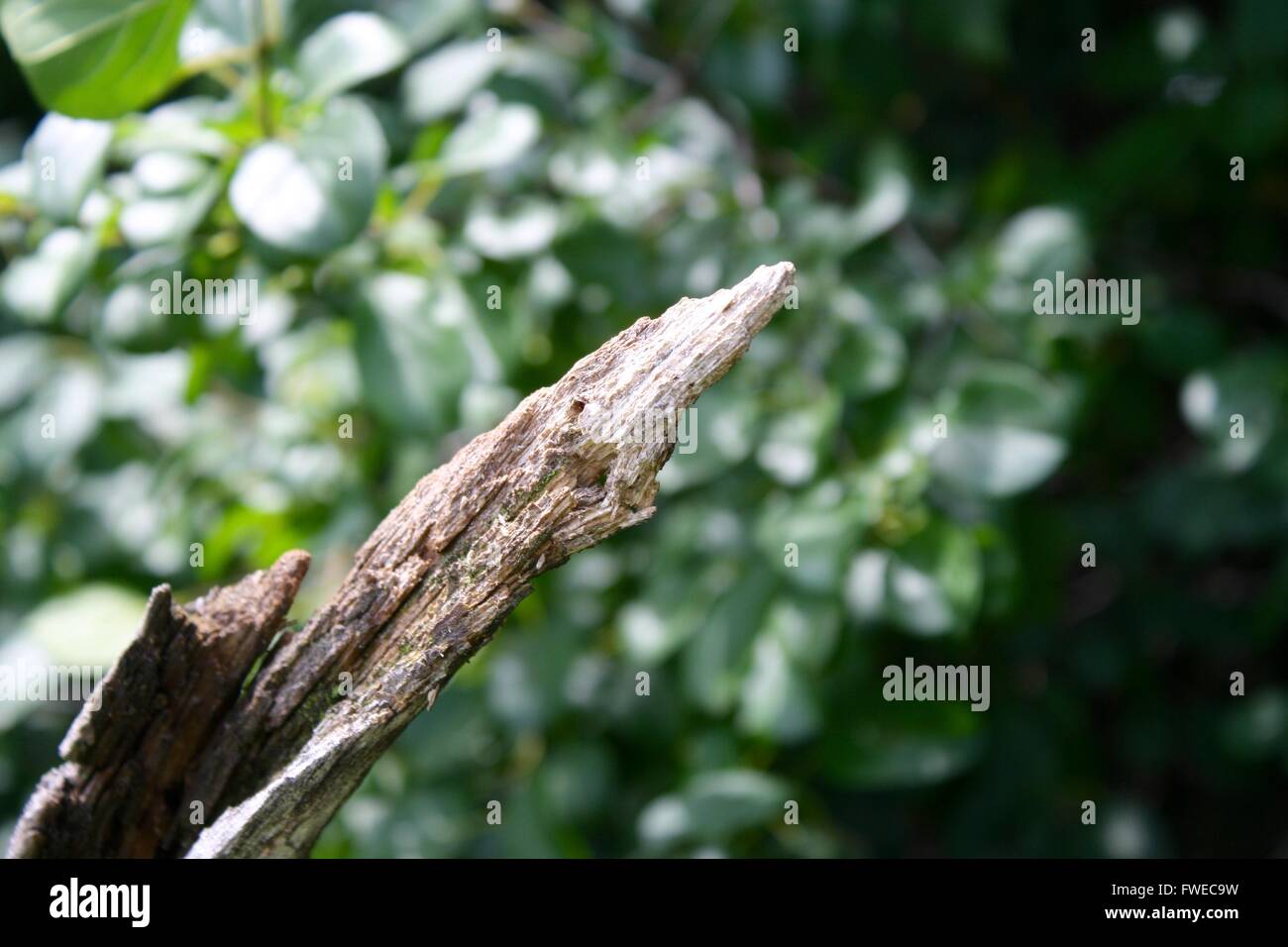 Tree stick hi-res stock photography and images - Alamy
