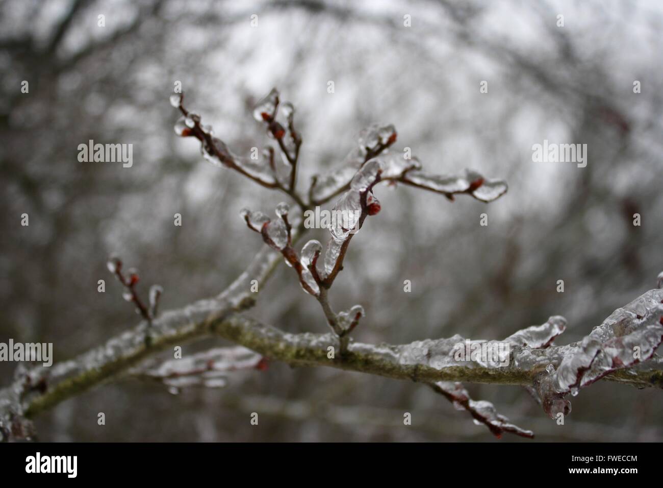 Ice-Storm in March - Cambridge, Ontario Stock Photo - Alamy