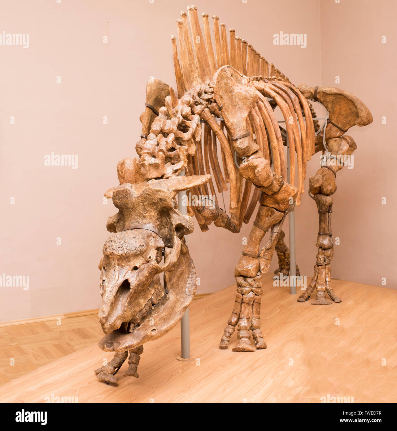 Elasmotherium High Resolution Stock Photography and Images - Alamy