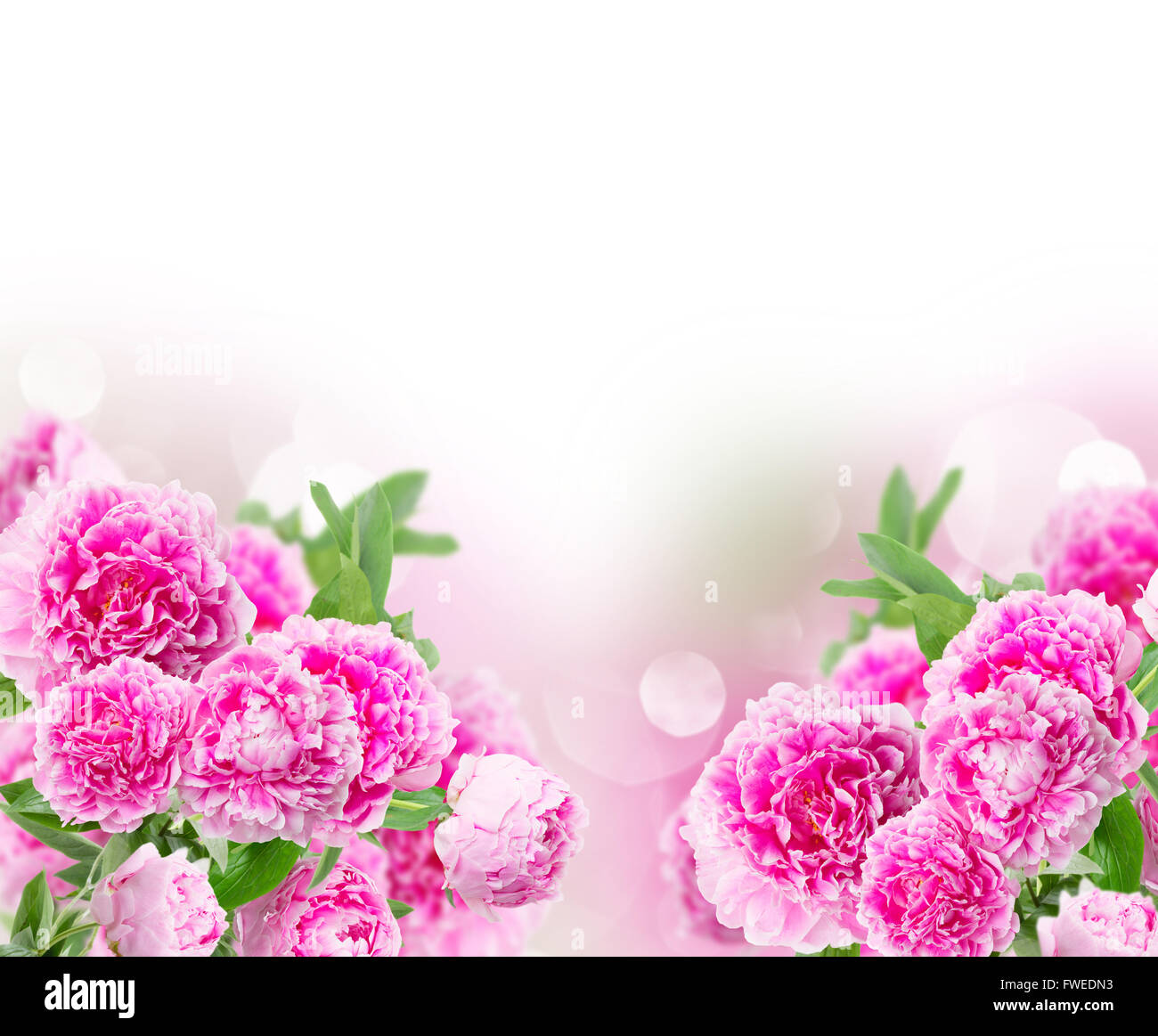 pink peonies border Stock Photo - Alamy