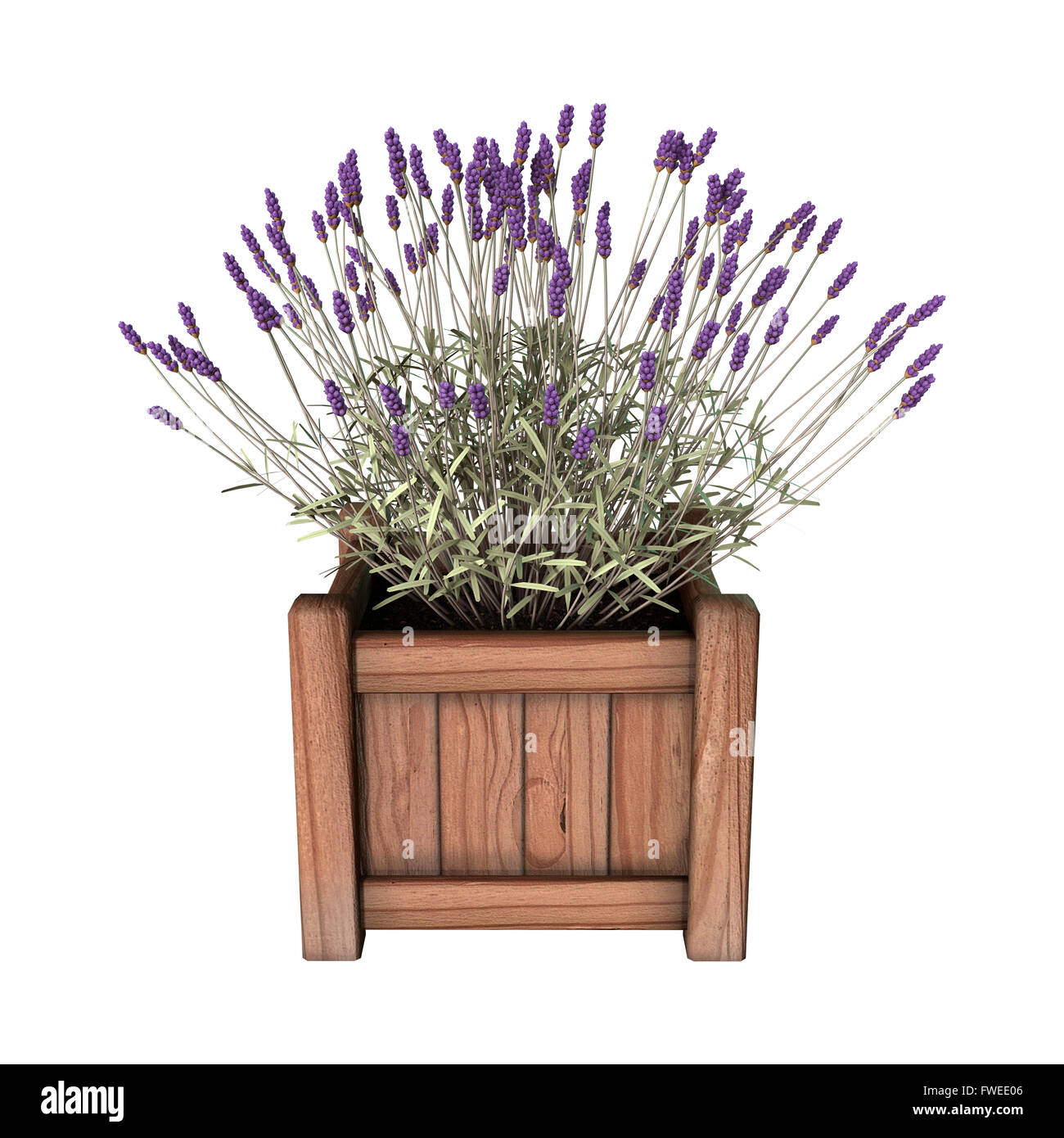 3D illustration of a lavender planter isolated on white background ...