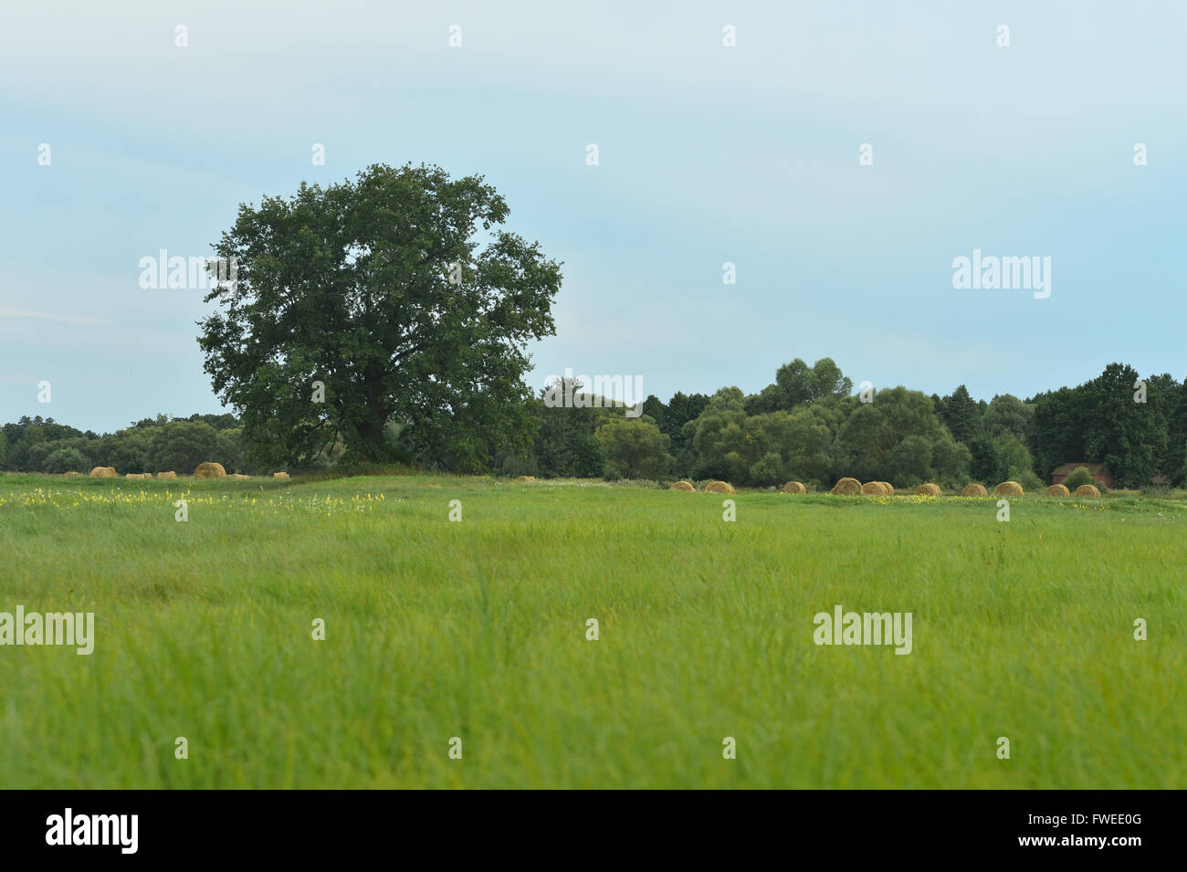 Green field with tree Stock Photo - Alamy