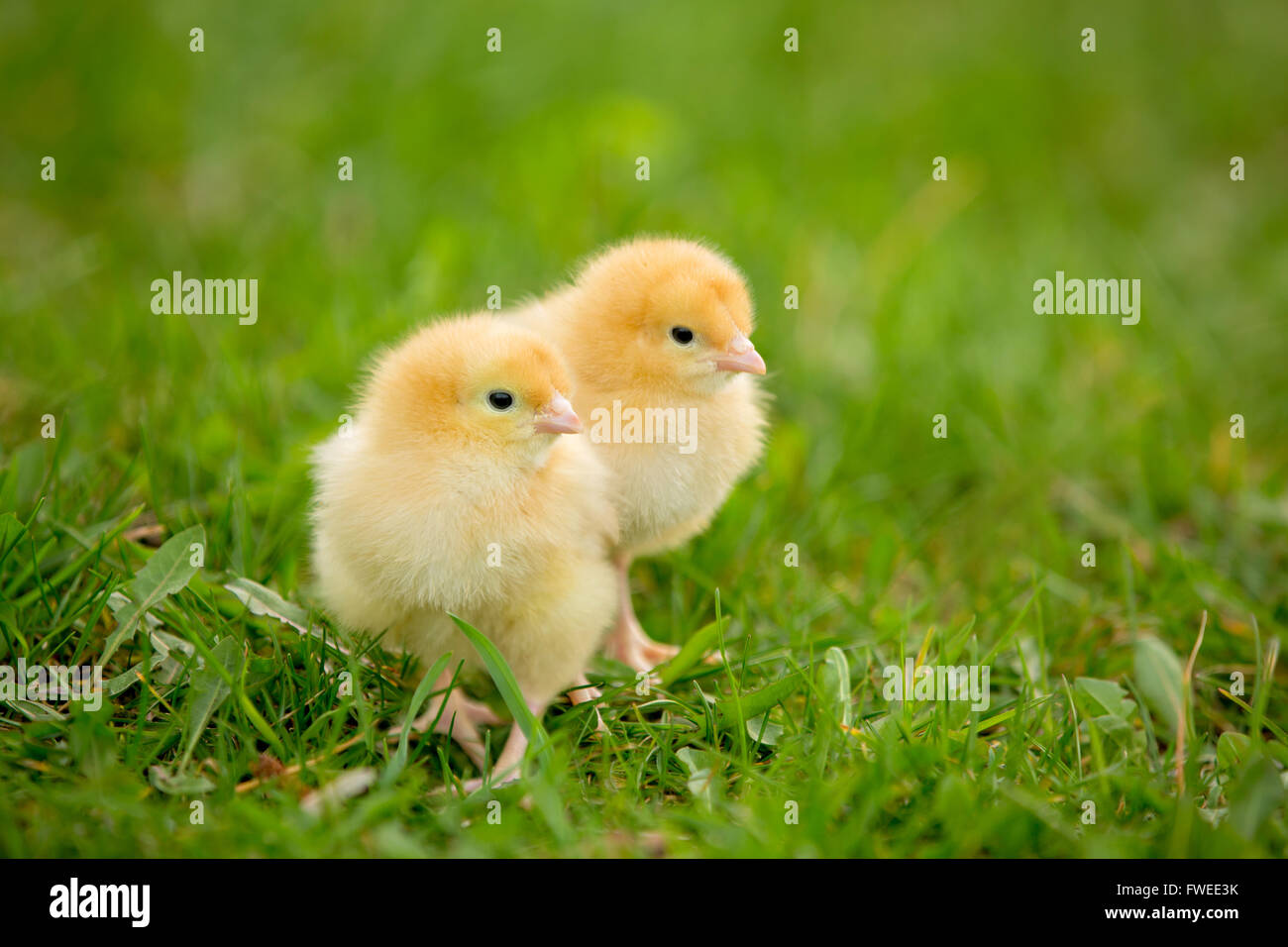 Two fluffy chicks walks in green grass, springtime Stock Photo - Alamy