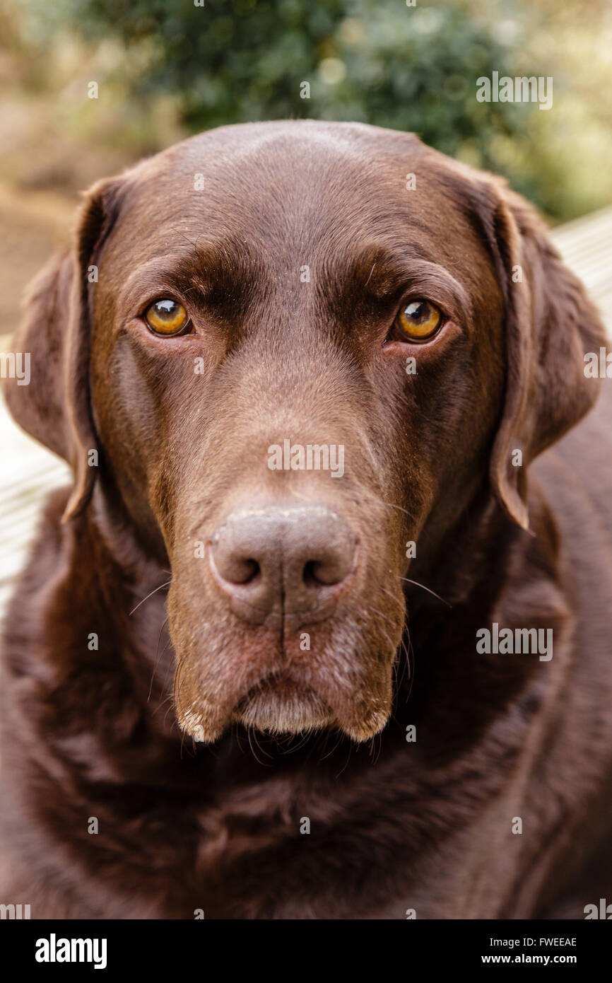 Chocolate Labrador Looking Into Camera - Shallow depth of Field ...