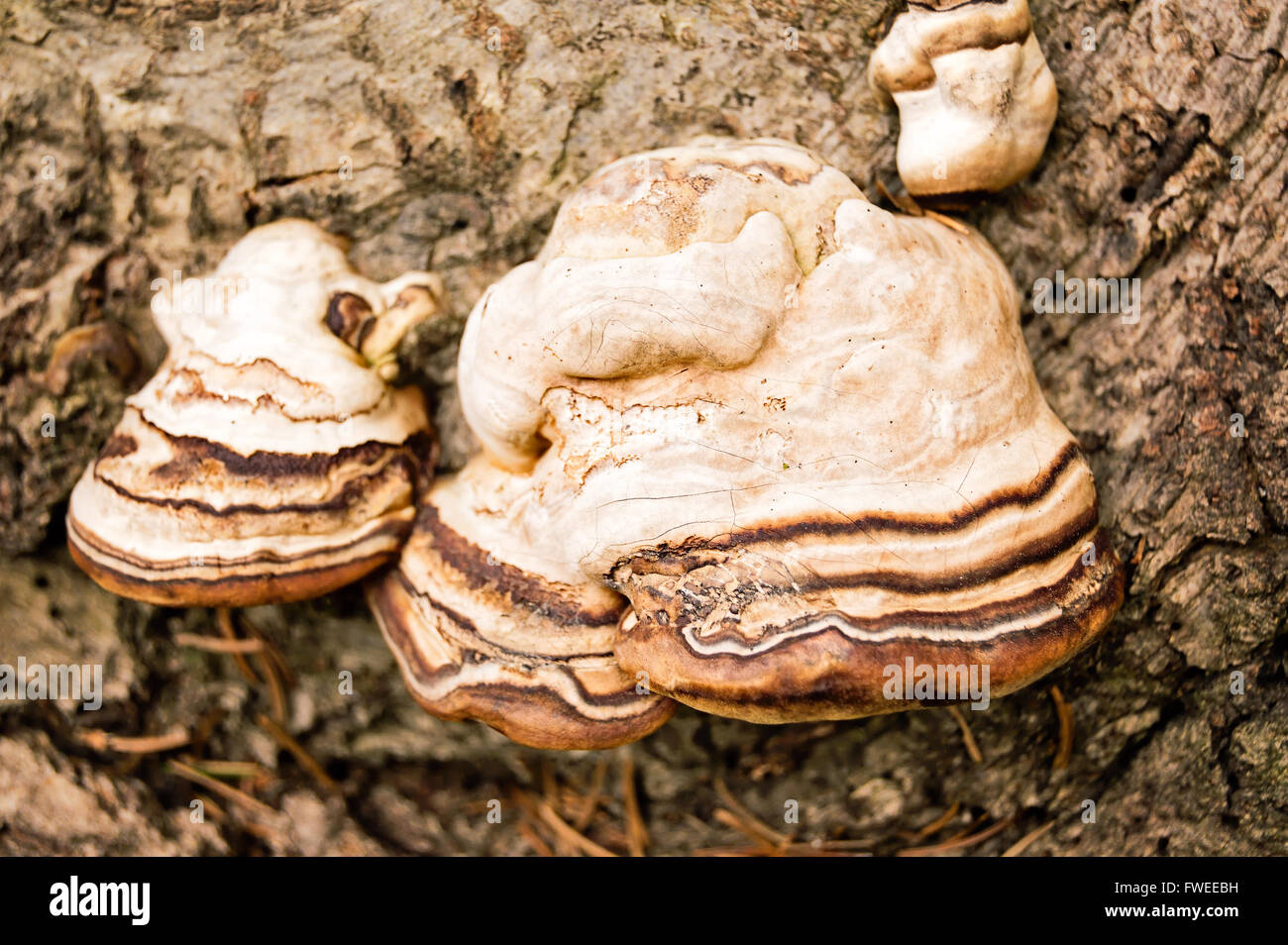 Hoof fungus (fomes fomentarius) growing from the bark of a tree in the ...