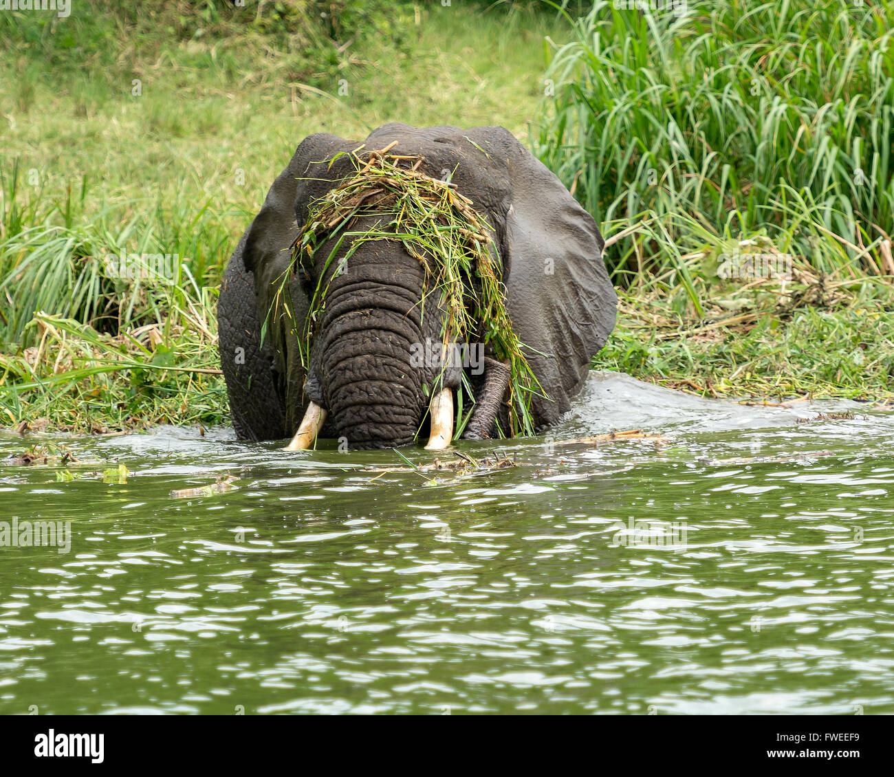 Elephant baby trunk eating hi-res stock photography and images - Alamy