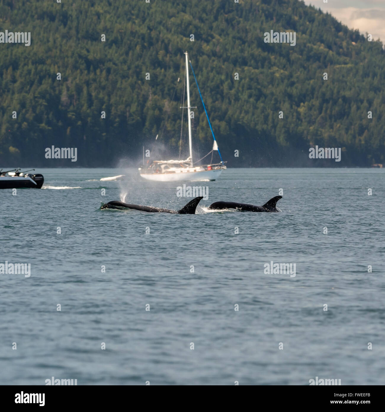 Orca flukes hi-res stock photography and images - Alamy