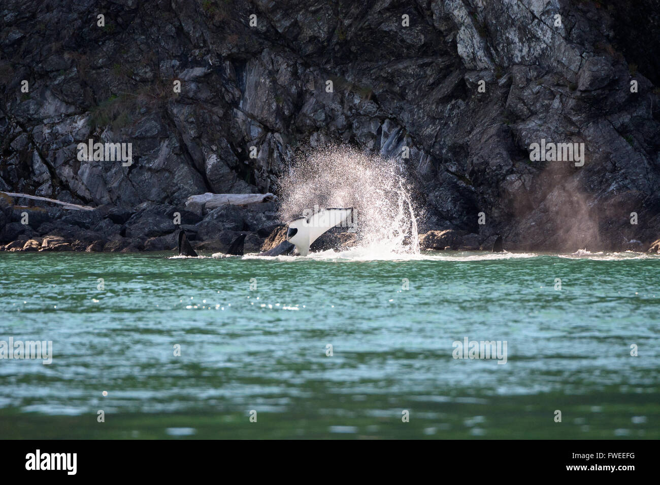 Orca tail slapping hi-res stock photography and images - Alamy